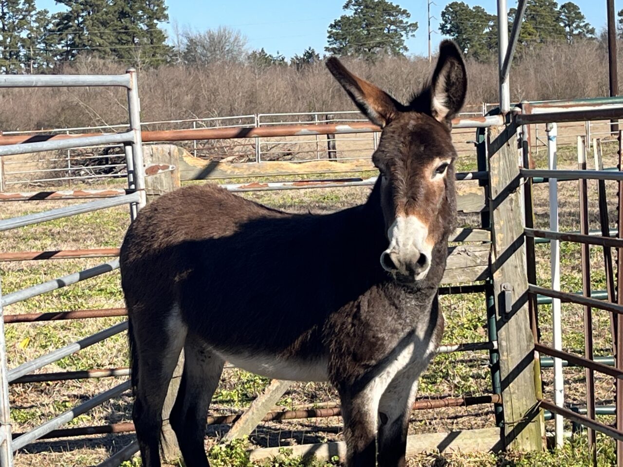 Lost Donkey | Shelby County Sheriff